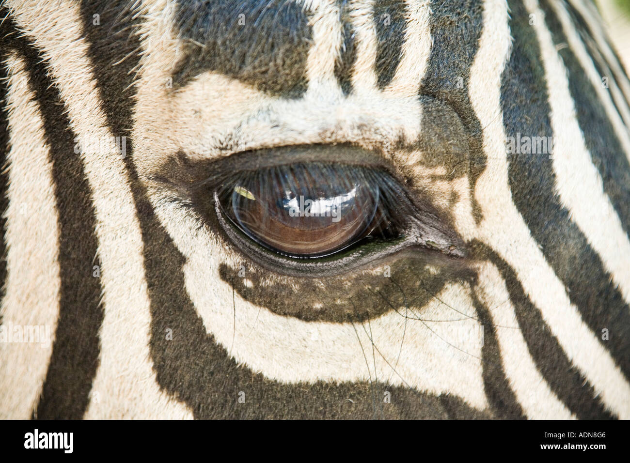 Eye of a Zebra Stock Photo - Alamy