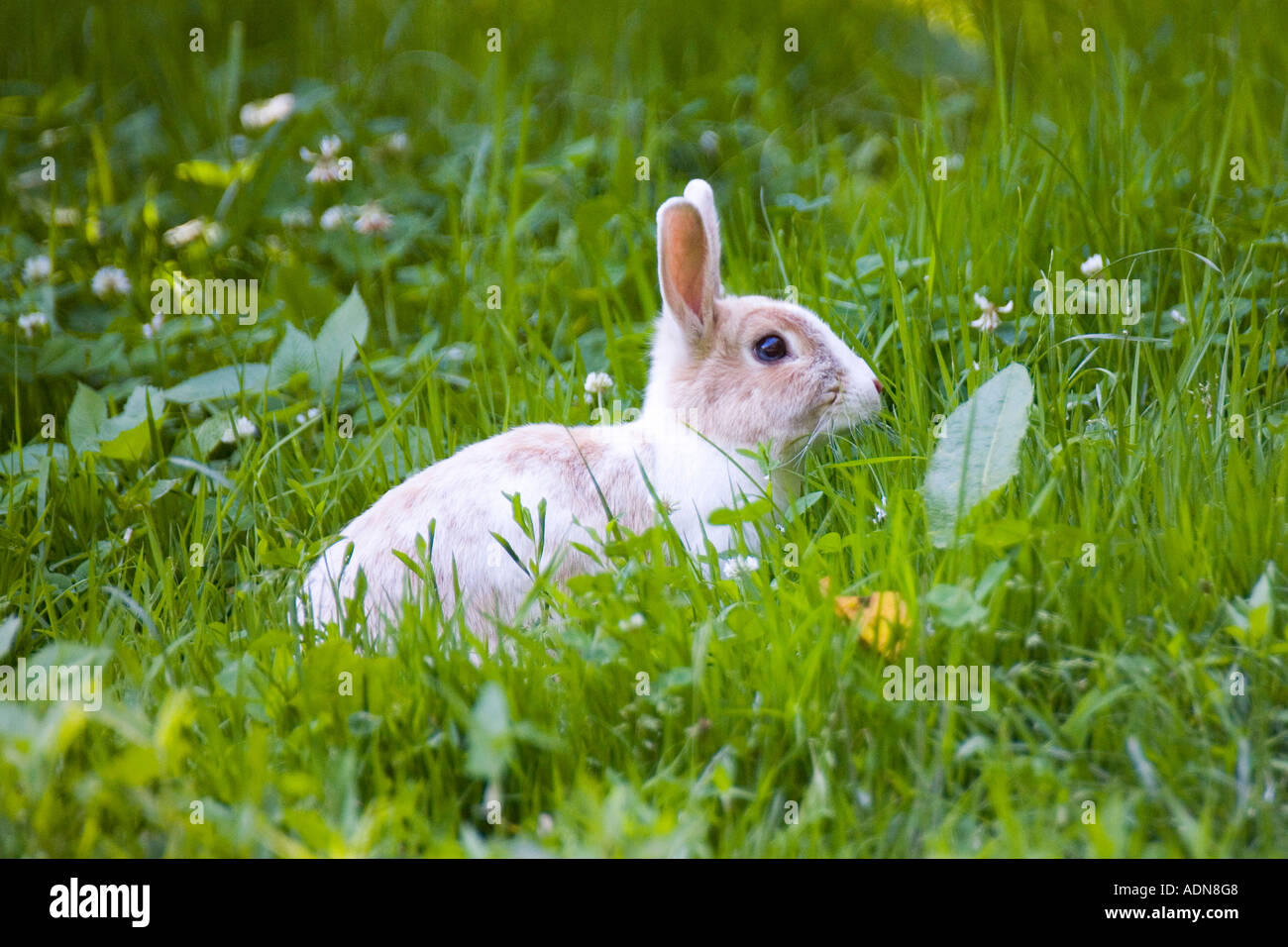 Hare in meadow spring hi-res stock photography and images - Alamy