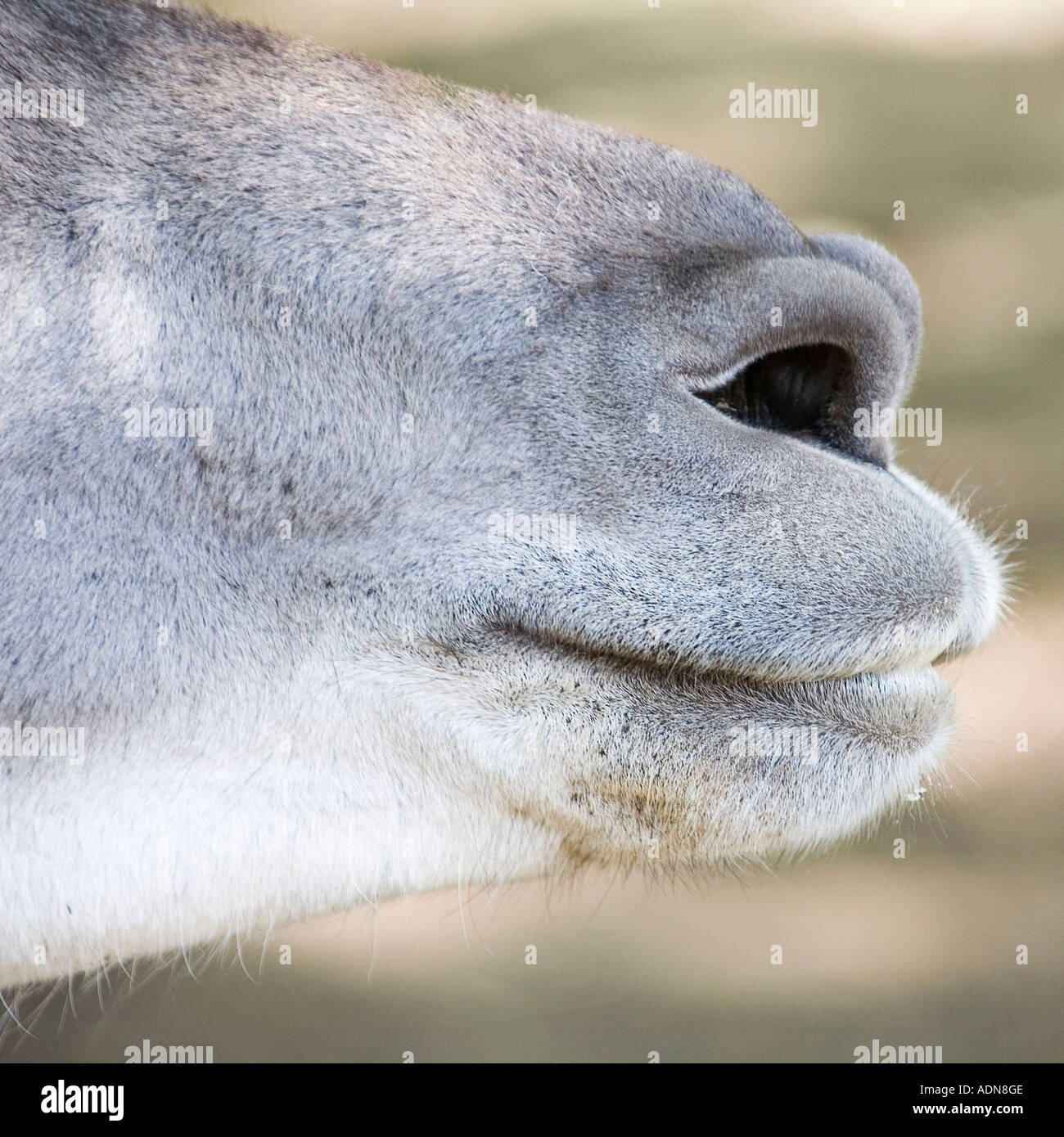 Muzzle of a Lama Stock Photo - Alamy