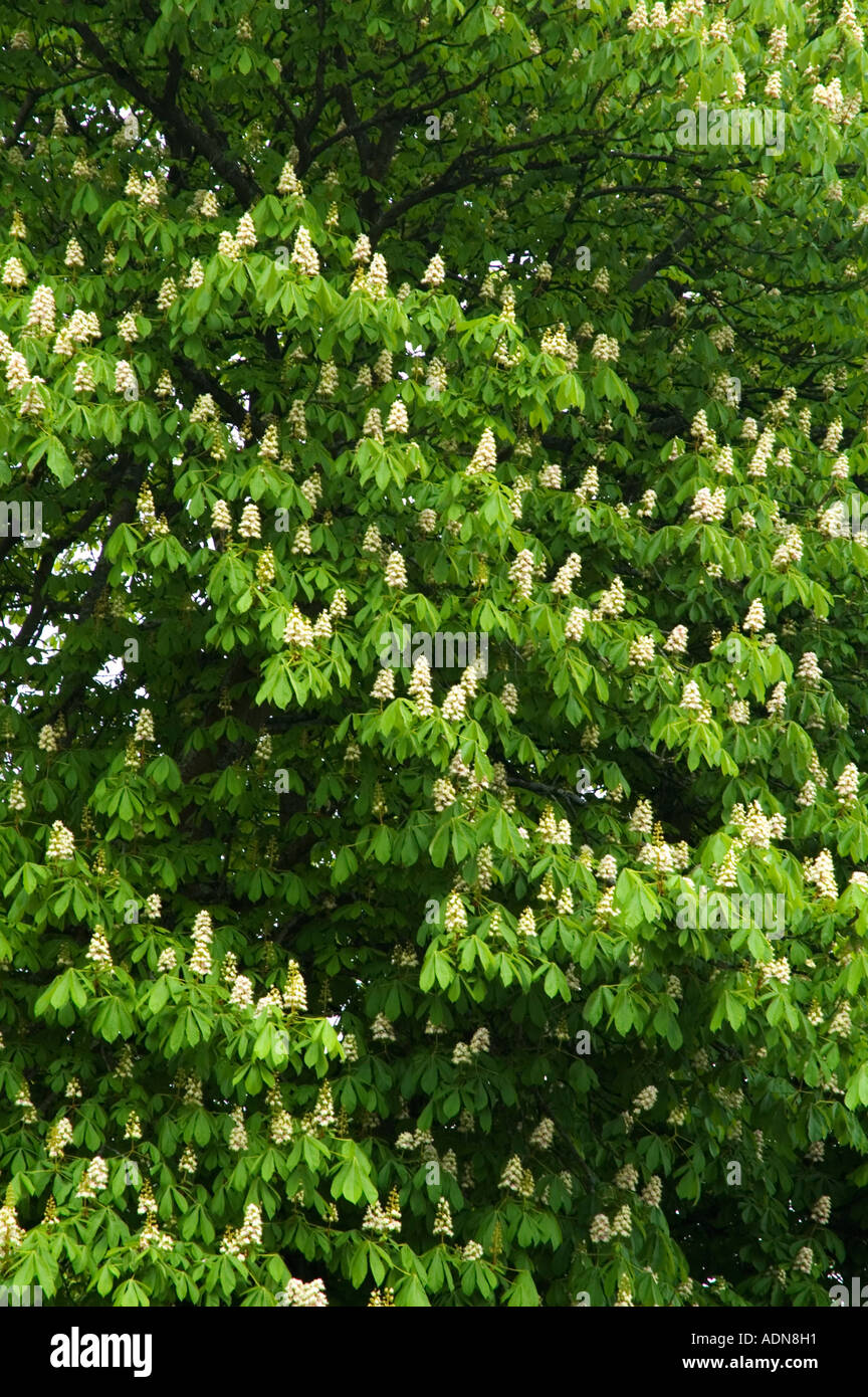 Flowering horse chestnut tree hi-res stock photography and images - Alamy