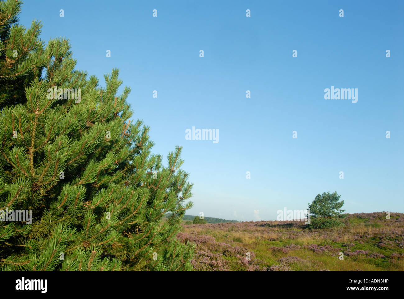 Mountain Dwarf-Pine / Mugo Pine (Pinus mugo Stock Photo - Alamy