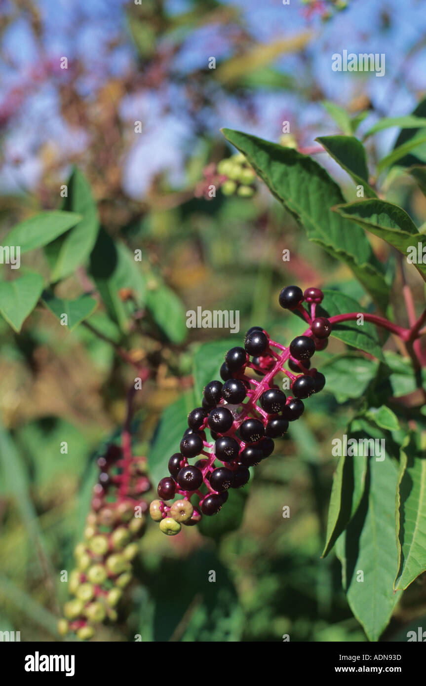 Poke weed berries hi-res stock photography and images - Alamy