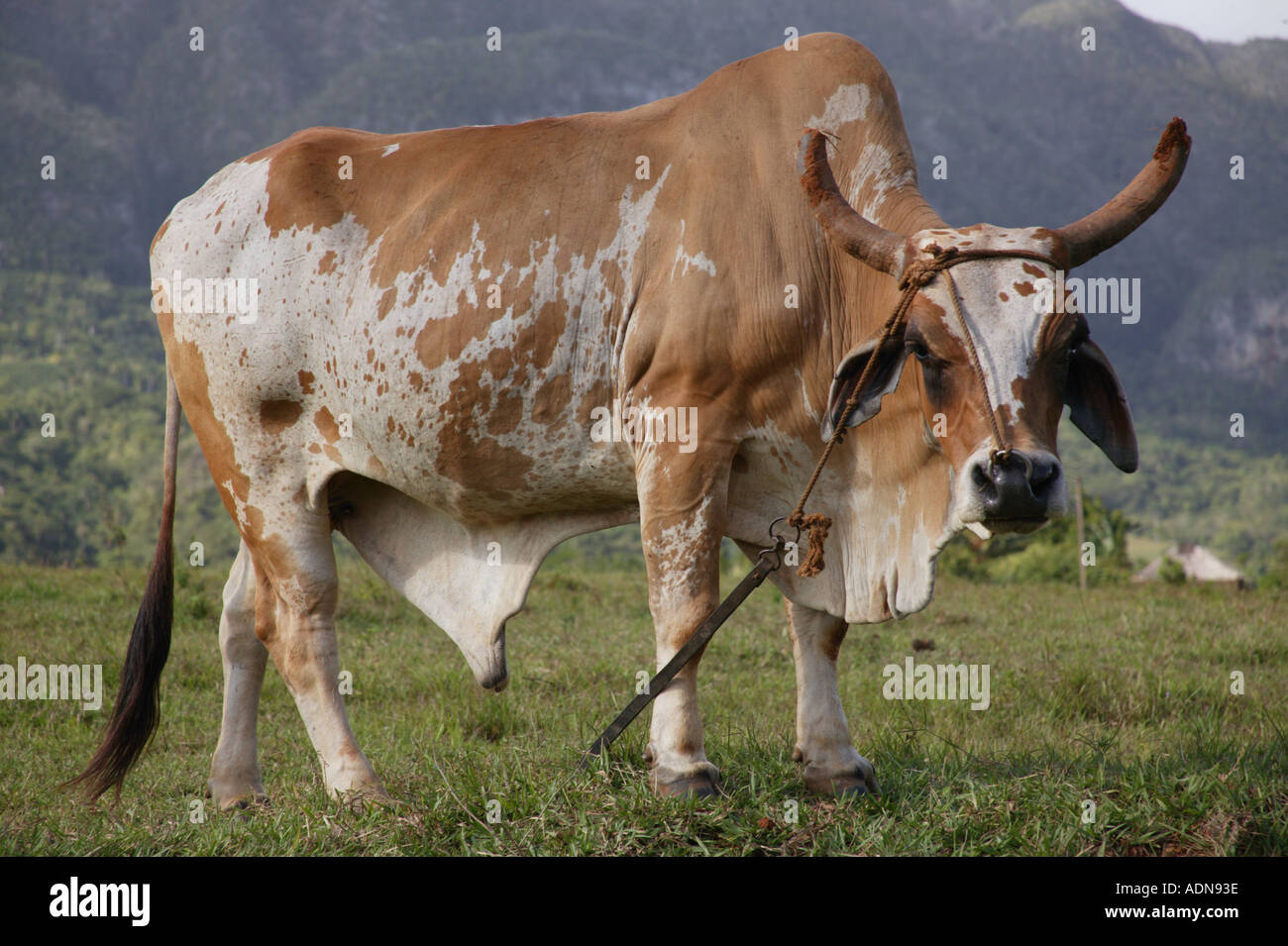 Filed horn hi-res stock photography and images - Alamy