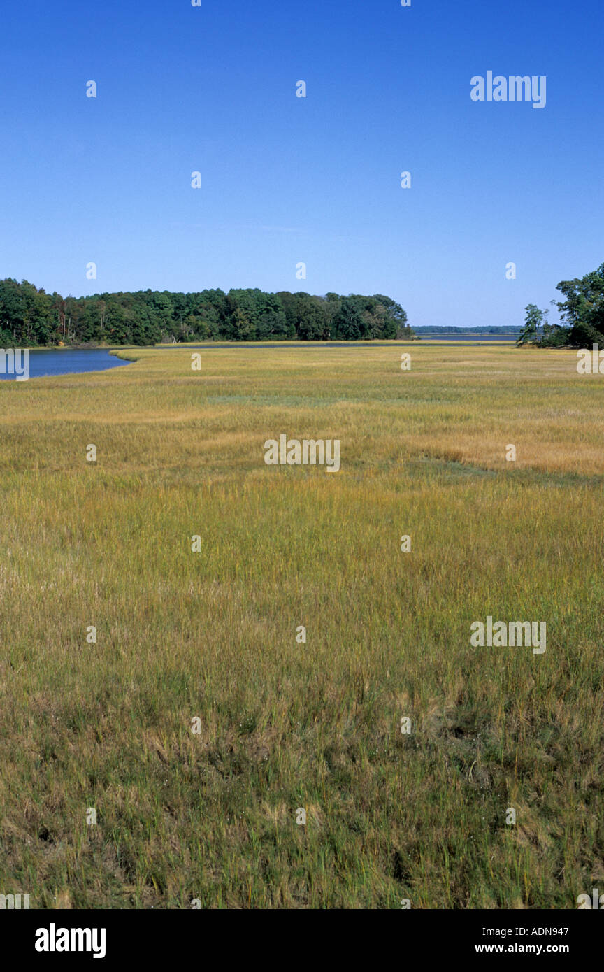 Tidal marsh in King s Creek near Yorktown Virginia Stock Photo - Alamy