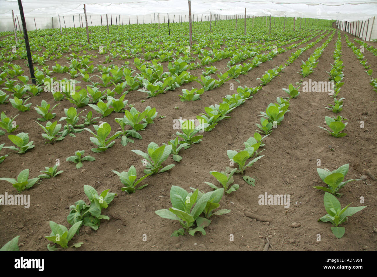 Tobacco seedlings growing under netting on Plantacion Alexander Robaina ...