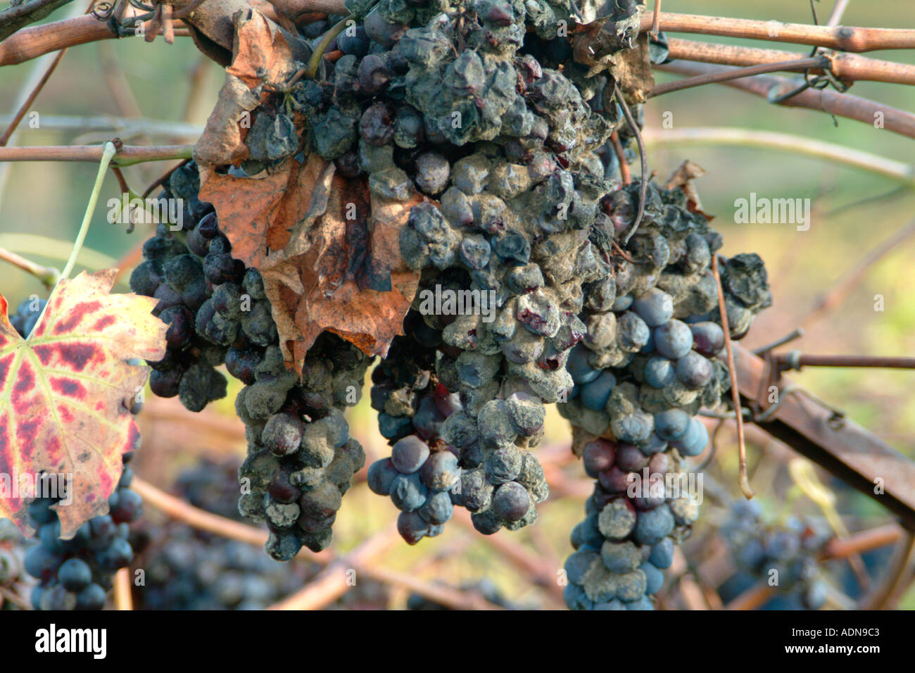 Grapes Rotting on the Vine after a Bumper Harvest in Chianti in 2004 ...