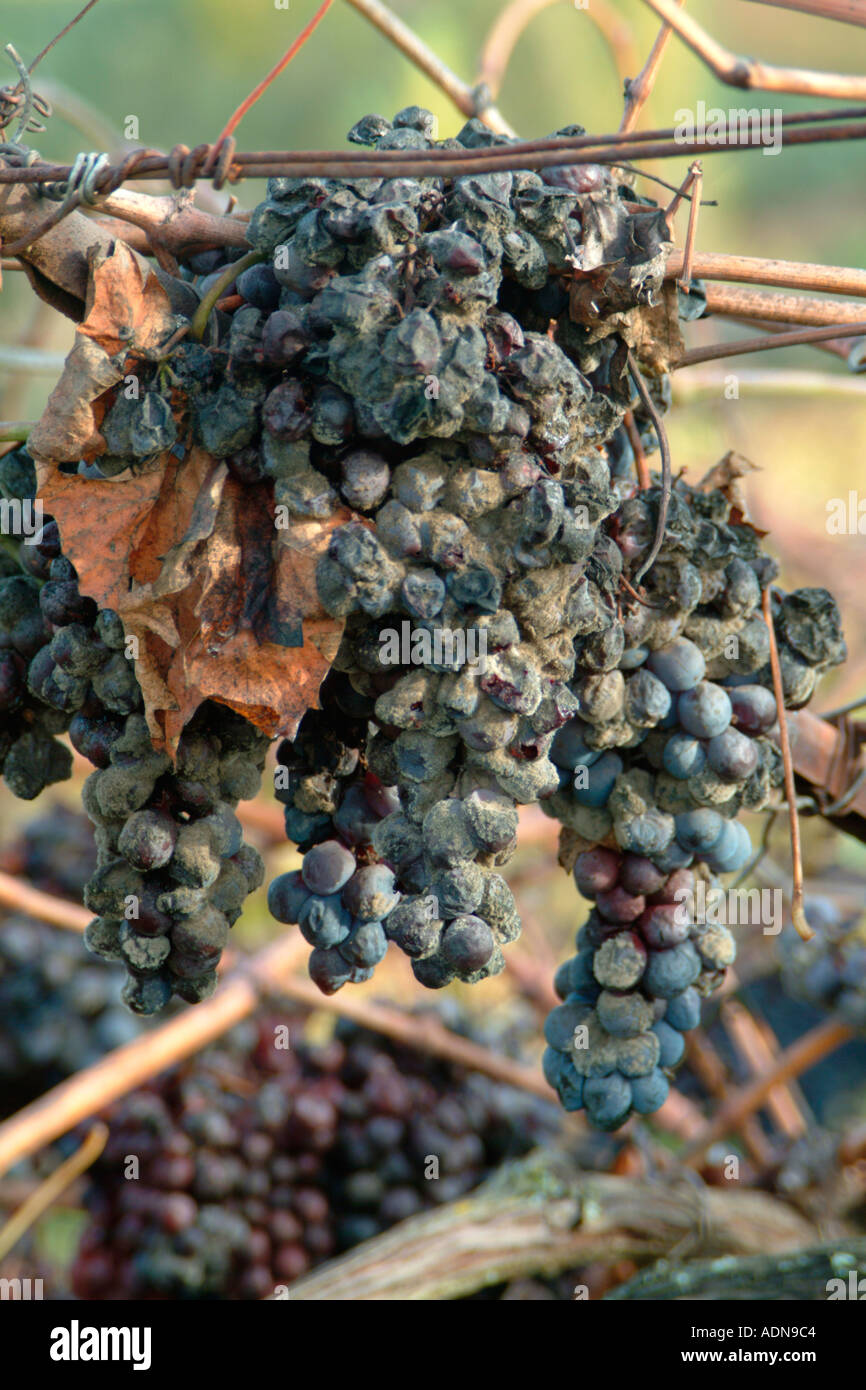 Grapes Rotting on the Vine after a Bumper Harvest in Chianti in 2004 ...