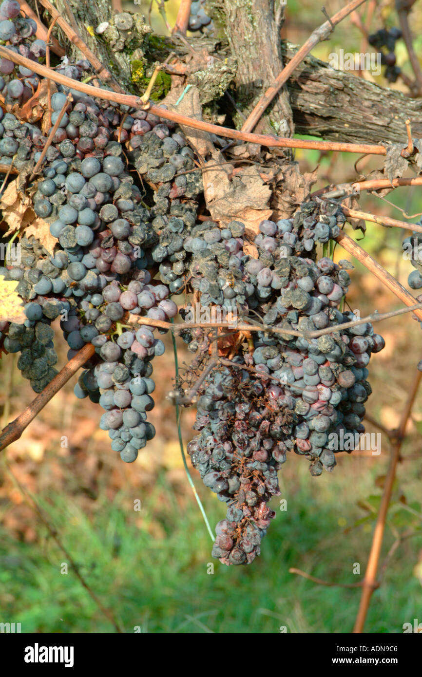 Red bumper harvest hi-res stock photography and images - Alamy