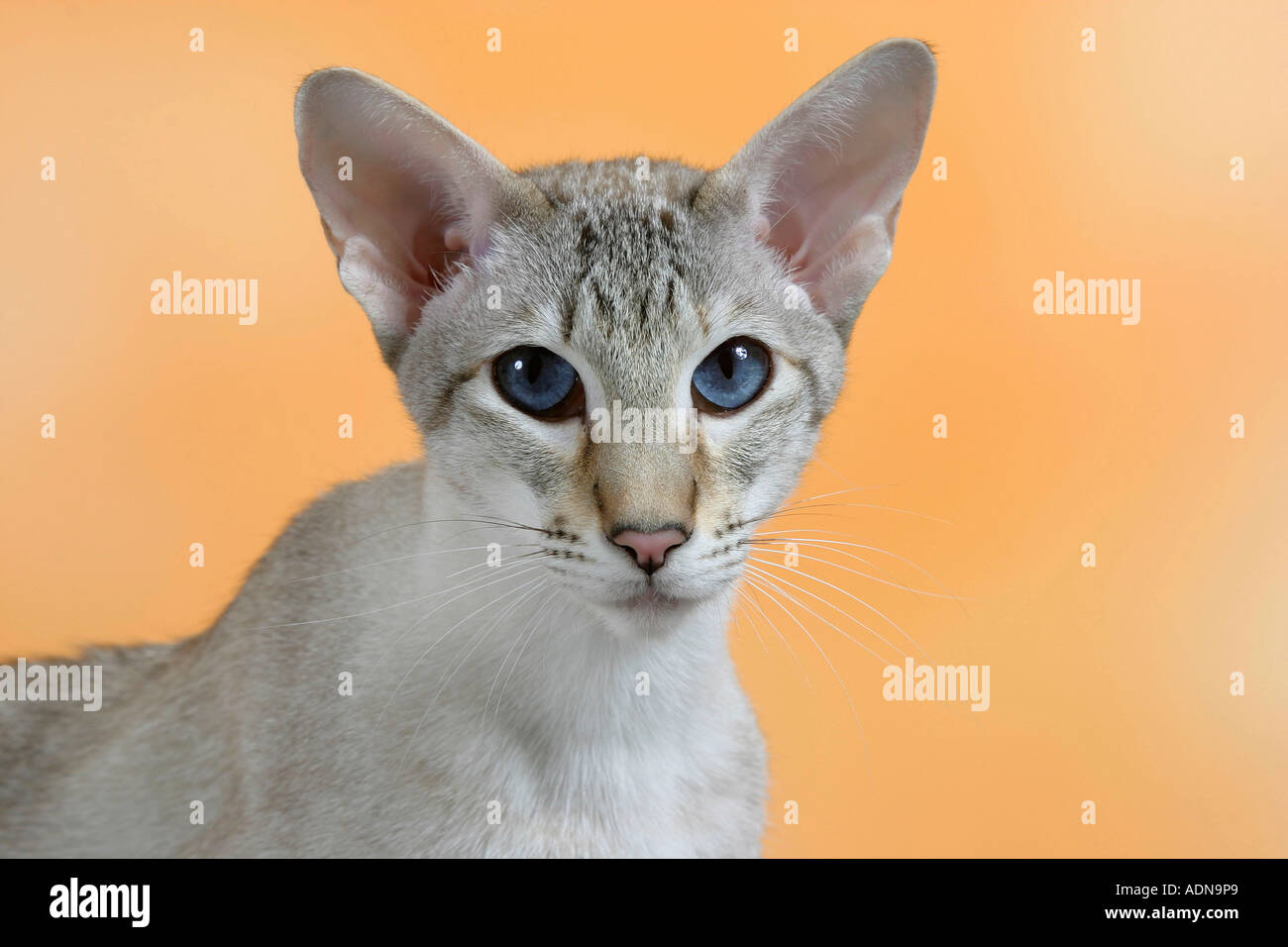 Tabby siamese cat hi-res stock photography and images - Alamy