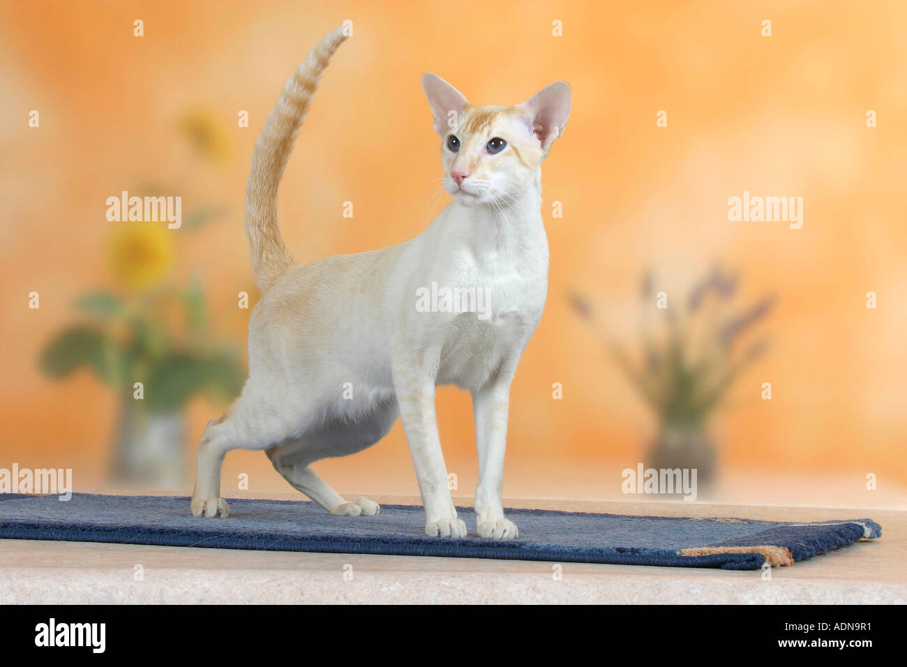 Redtabby hi-res stock photography and images - Alamy