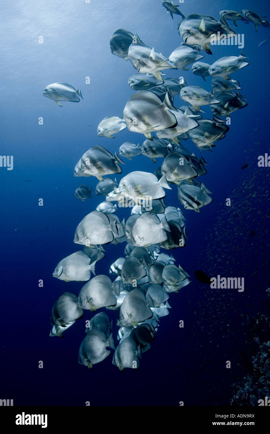 Fish angels hi-res stock photography and images - Alamy