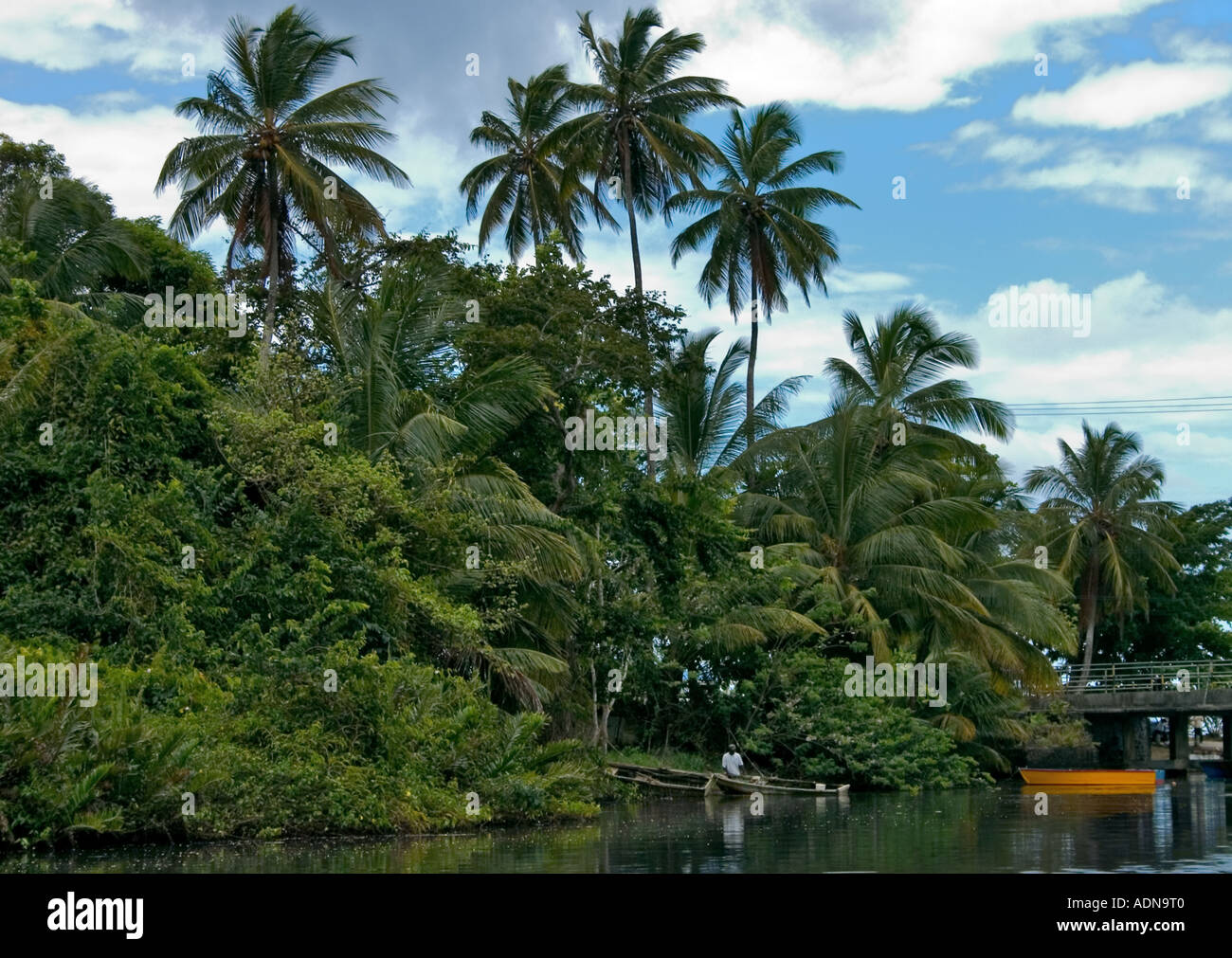 Dominica ecology hi-res stock photography and images - Alamy