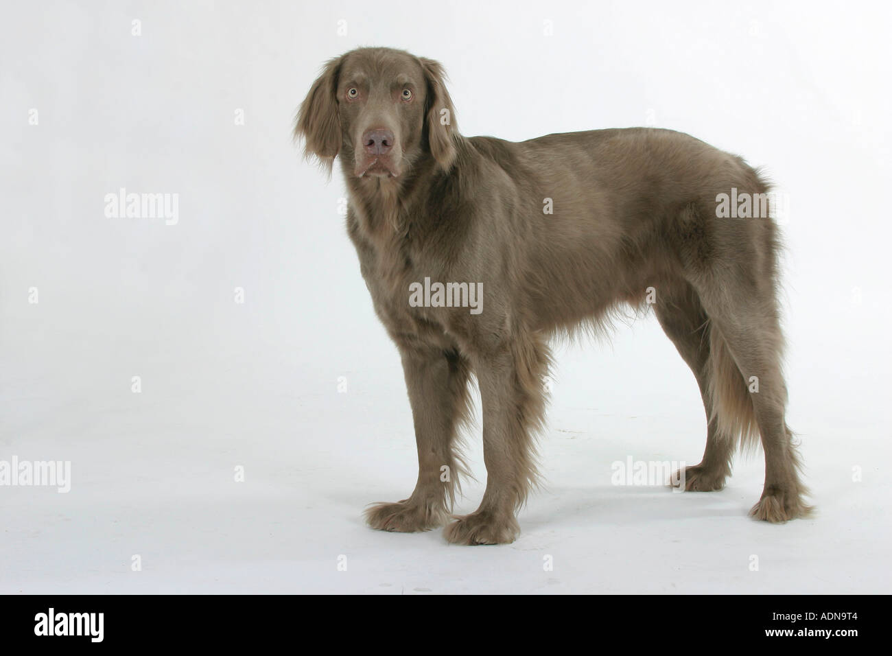 Long haired weimaraner hi-res stock photography and images - Alamy