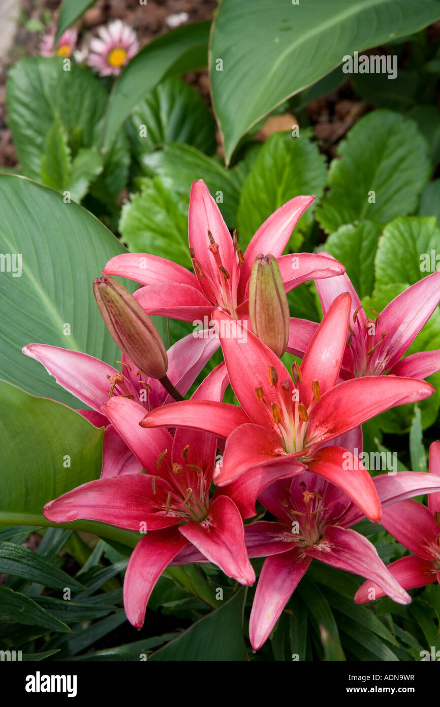 Perfumed lilies hi-res stock photography and images - Alamy