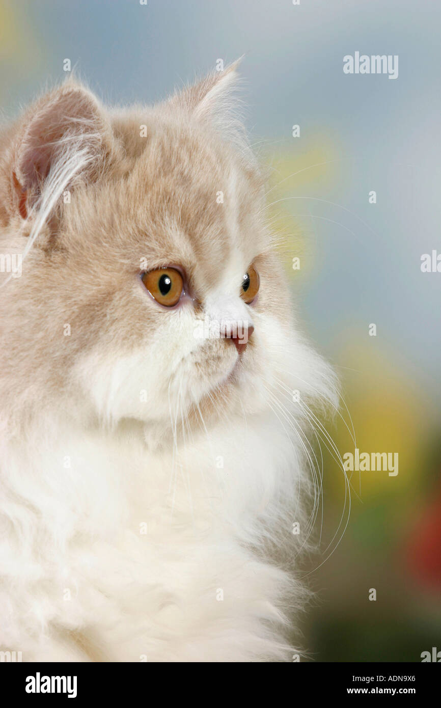 Cream And White Persian