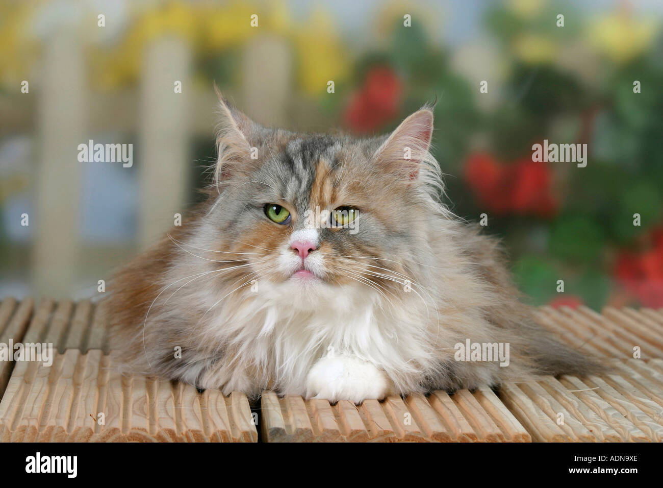 Maine Coon Cat Stock Photo - Alamy