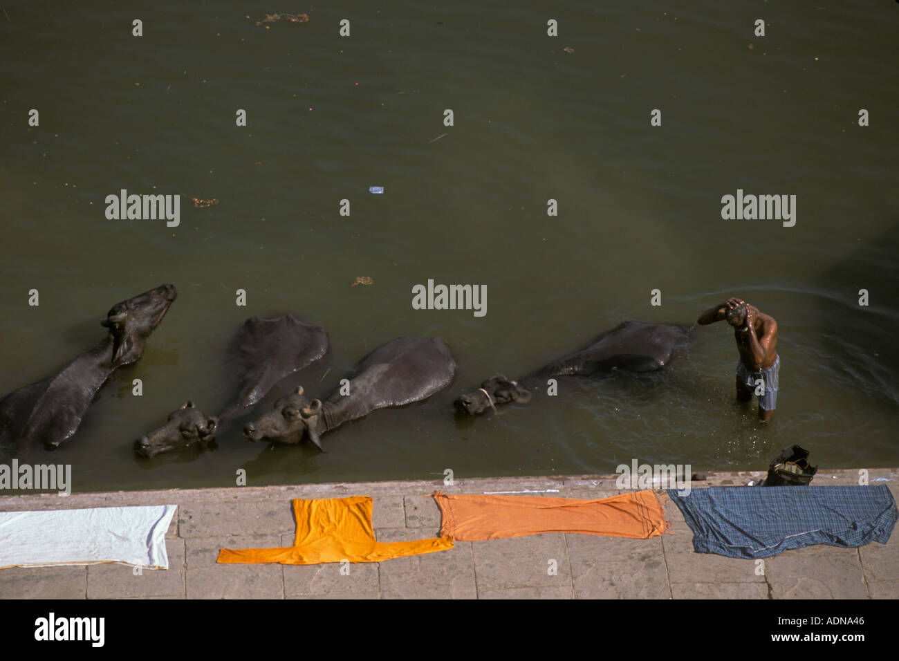 Hindu water buffalo hi-res stock photography and images - Alamy
