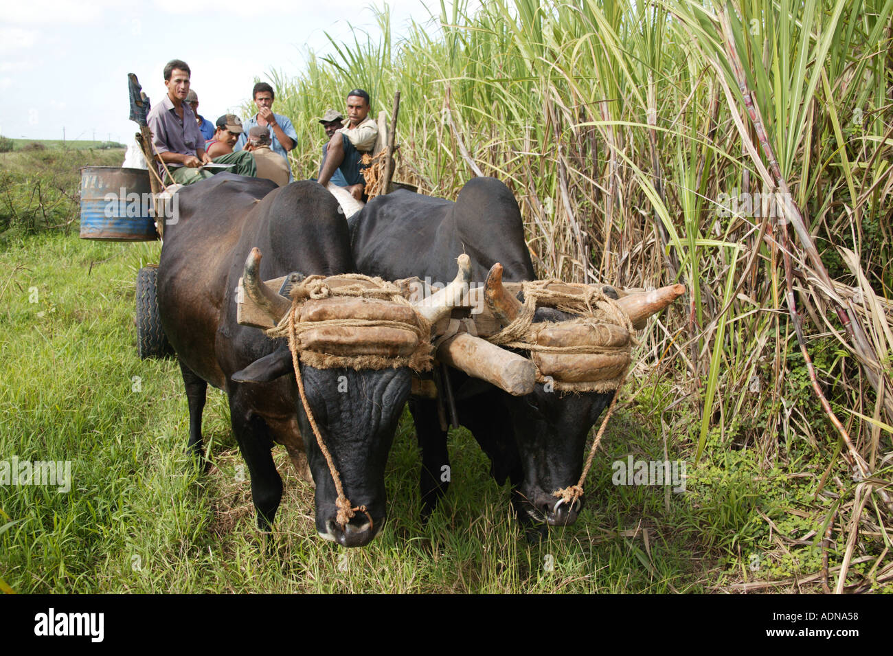Ox Pulling Plough High Resolution Stock Photography and Images - Alamy