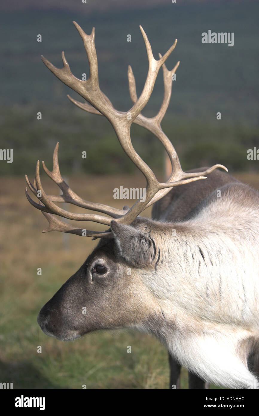 Donner the reindeer hi-res stock photography and images - Alamy