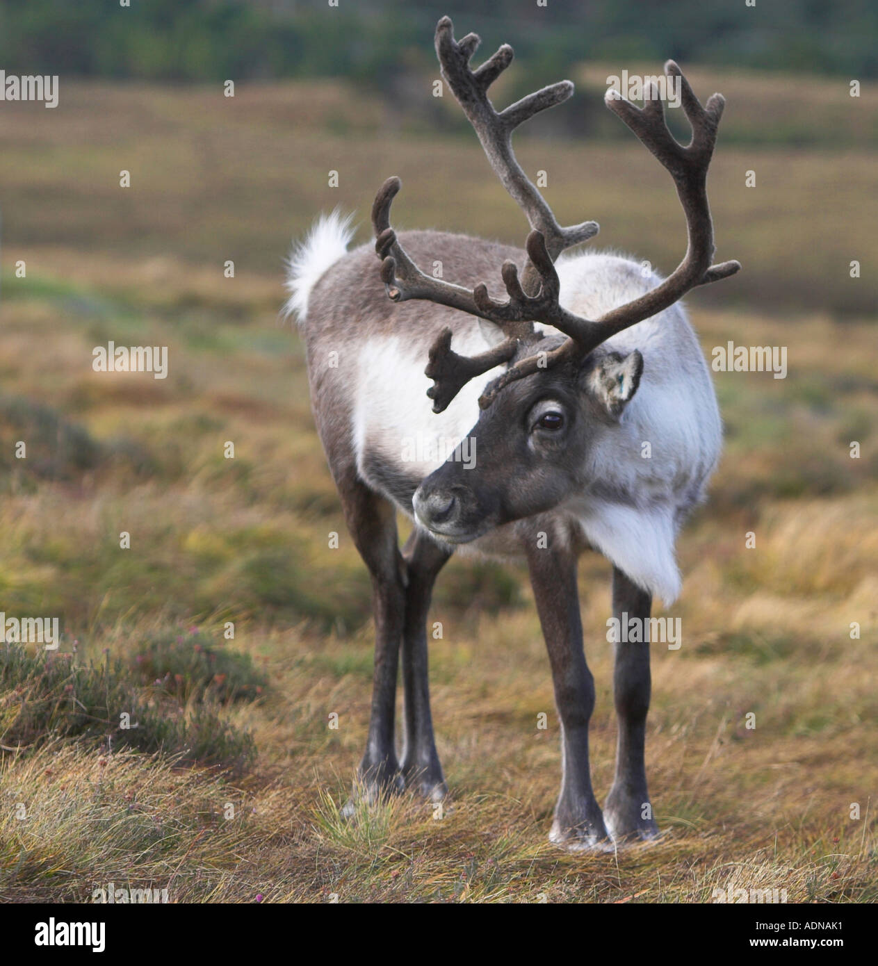 A full body shot of a mature carabou with velvet antlers Clean ...
