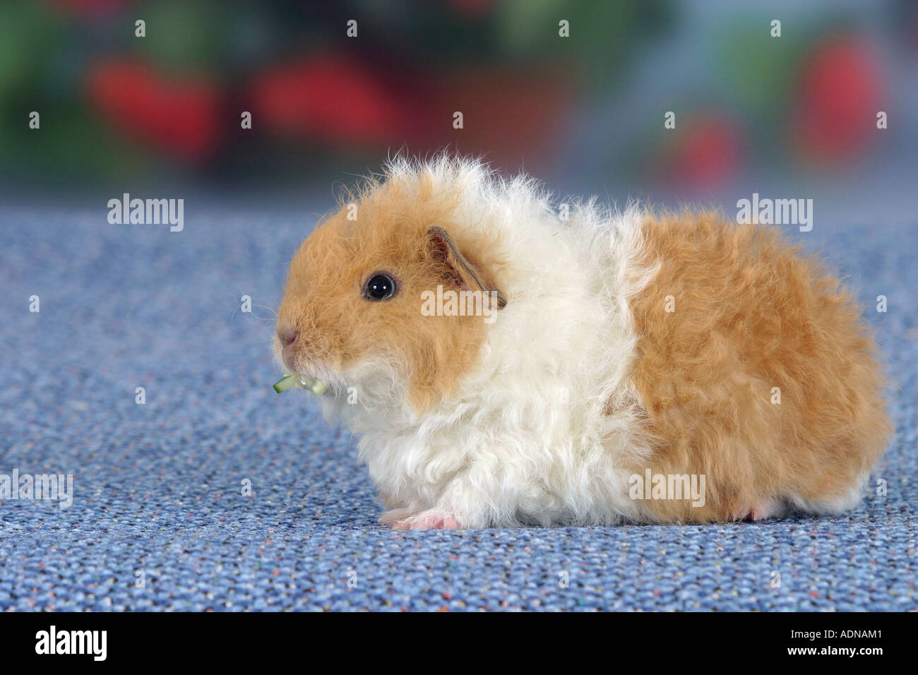 Texel guinea pig hi-res stock photography and images - Alamy