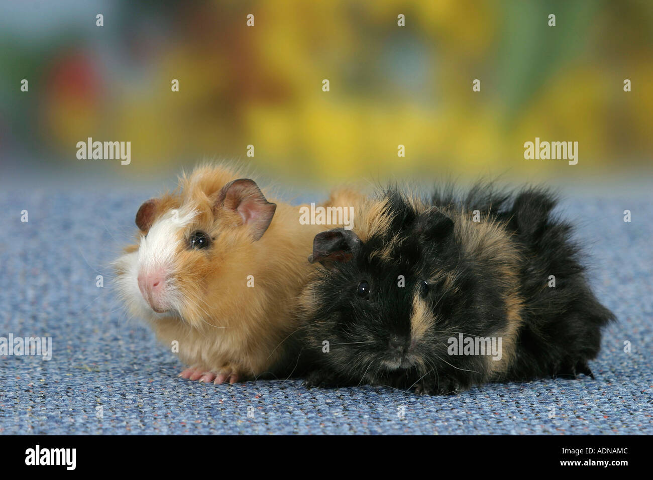 Abyssinian guinea pigs hi-res stock photography and images - Alamy