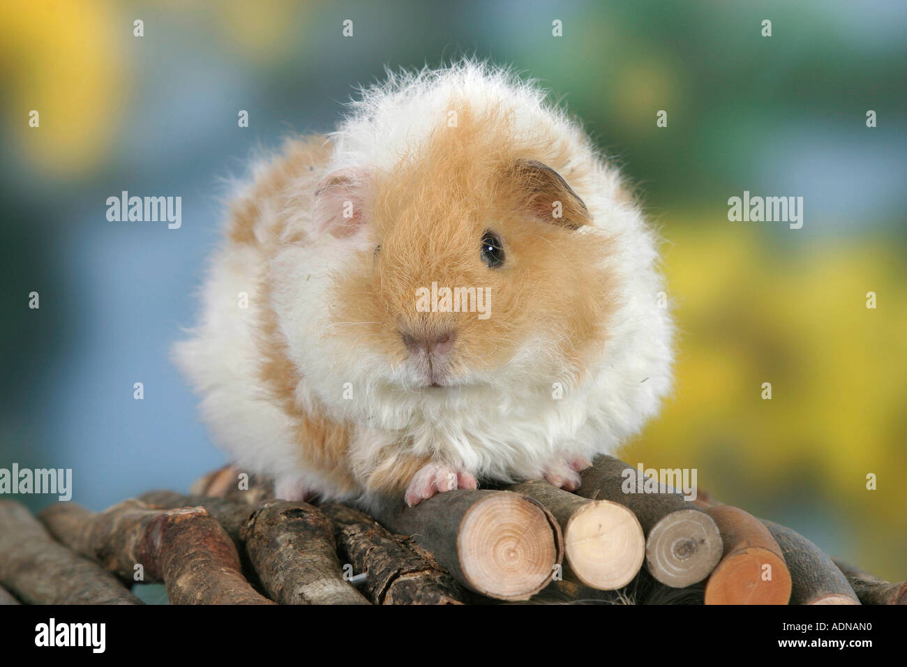 Texel Guinea Pig, buff-white Stock Photo - Alamy