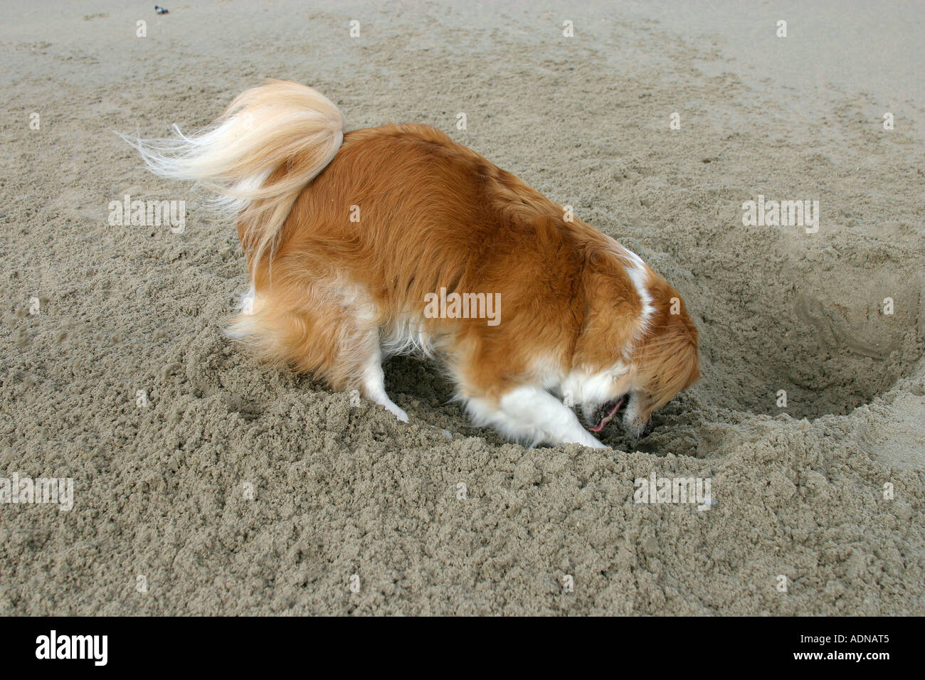 Mixed Breed Dog digging at beach Stock Photo - Alamy