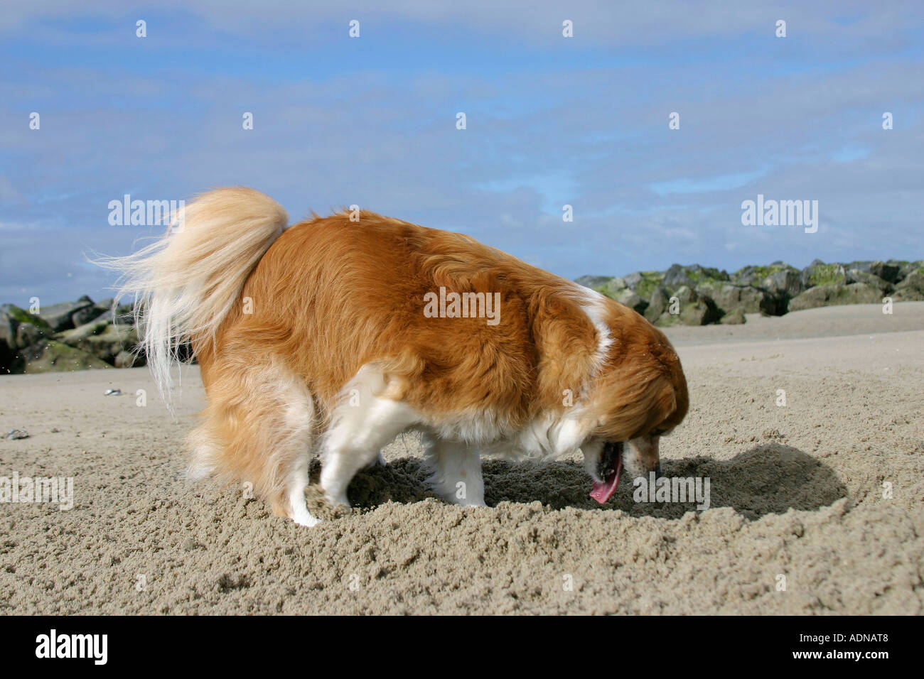 Mixed Breed Dog digging at beach Stock Photo - Alamy