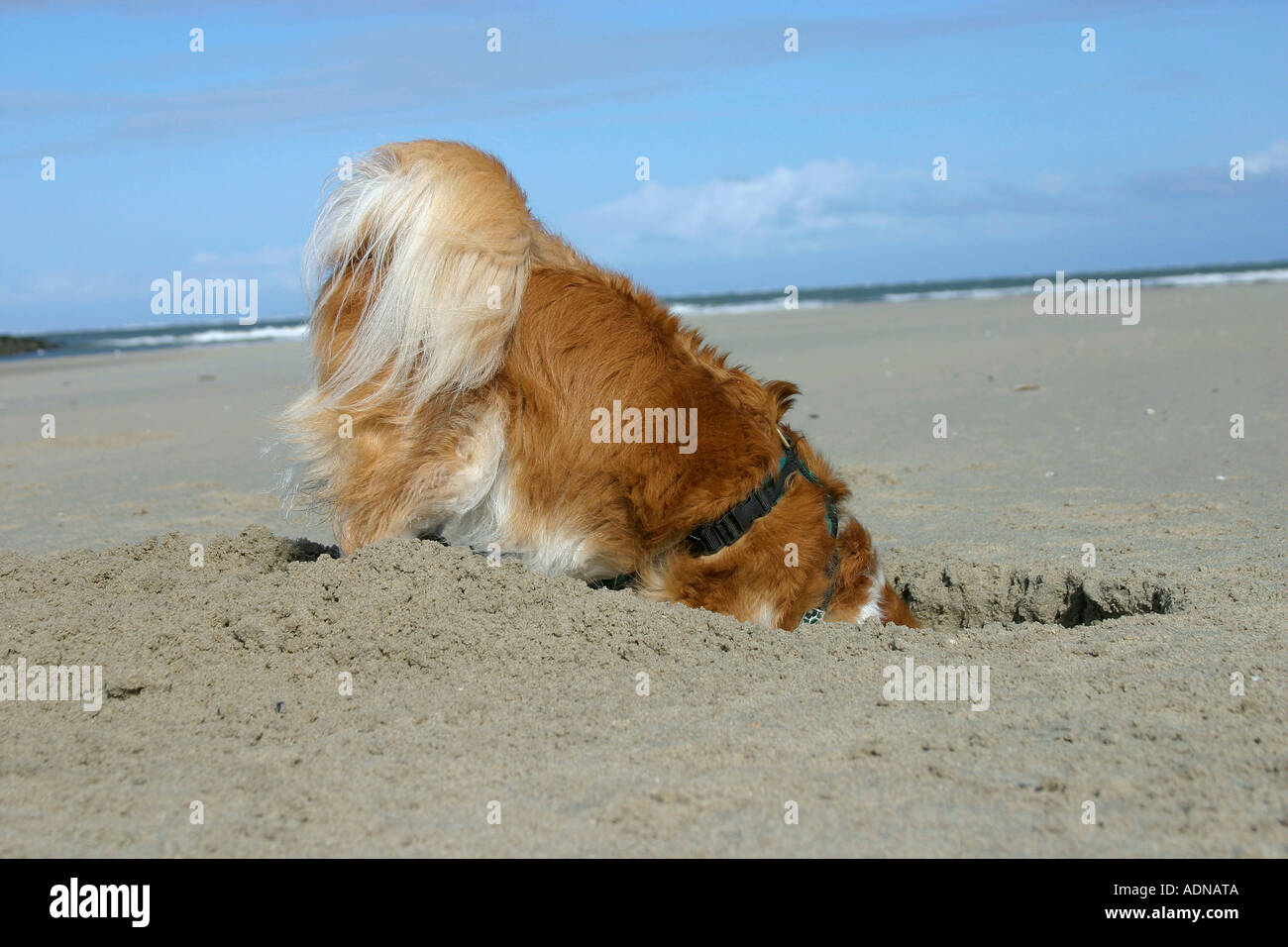 Mixed Breed Dog digging at beach Stock Photo - Alamy