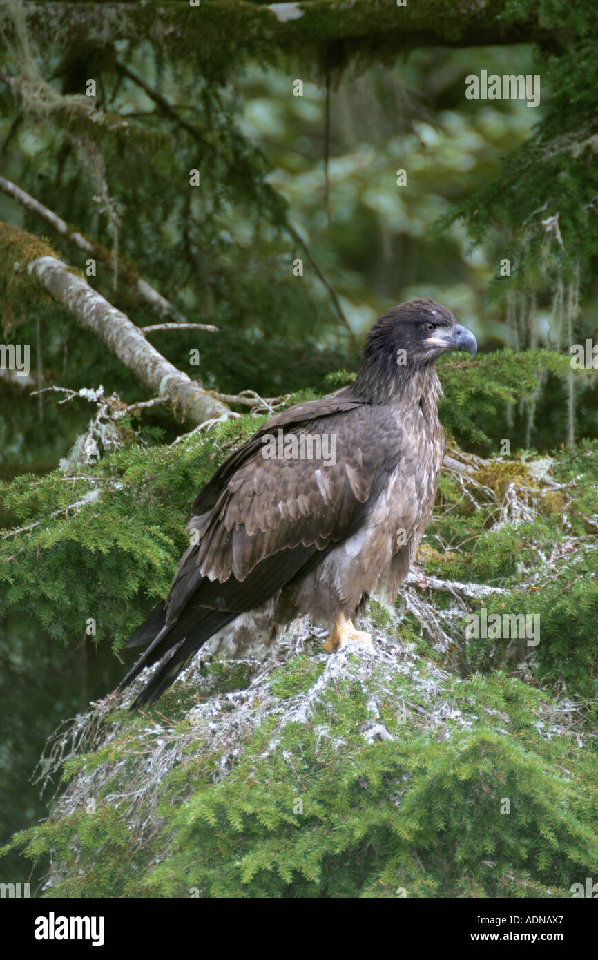 American bald eagle feet hi-res stock photography and images - Alamy