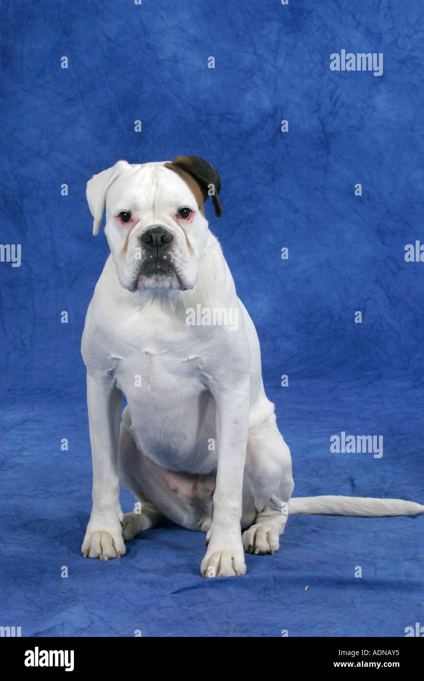 White German Boxer Stock Photo - Alamy