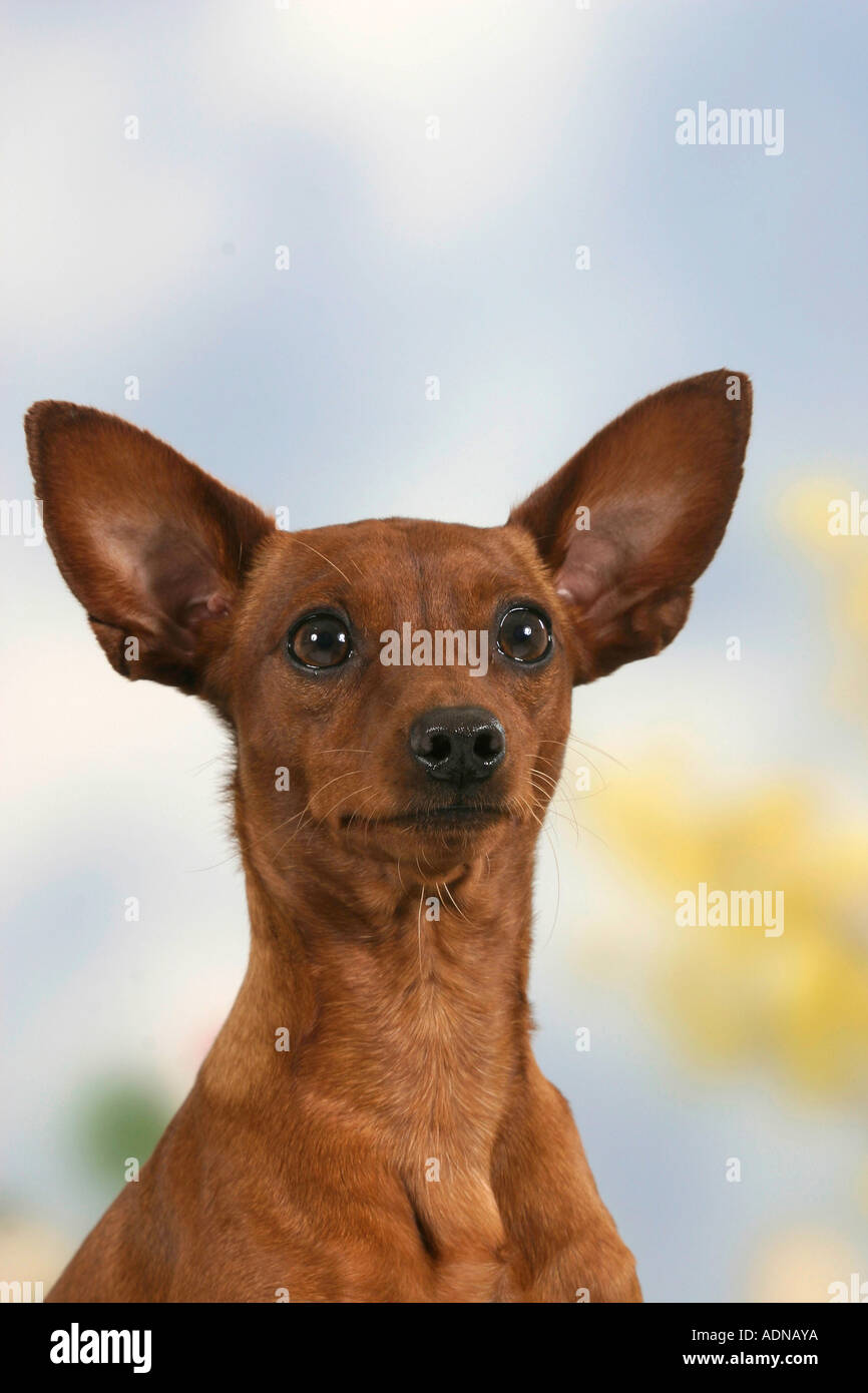 Miniature pinscher head shot hi-res stock photography and images - Alamy
