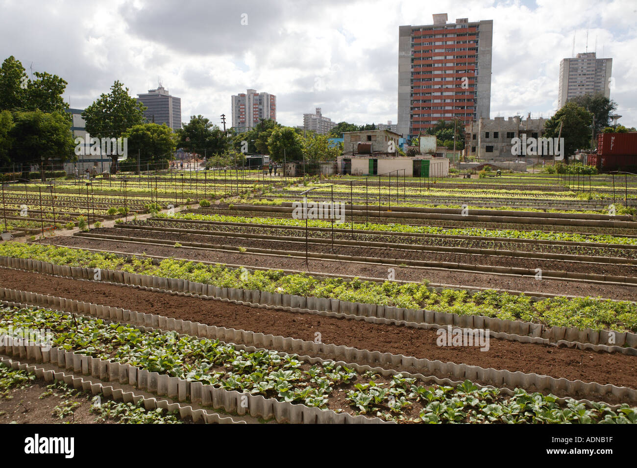 Crops at Organiponico La Sazon urban farm Havana Cuba Stock Photo - Alamy