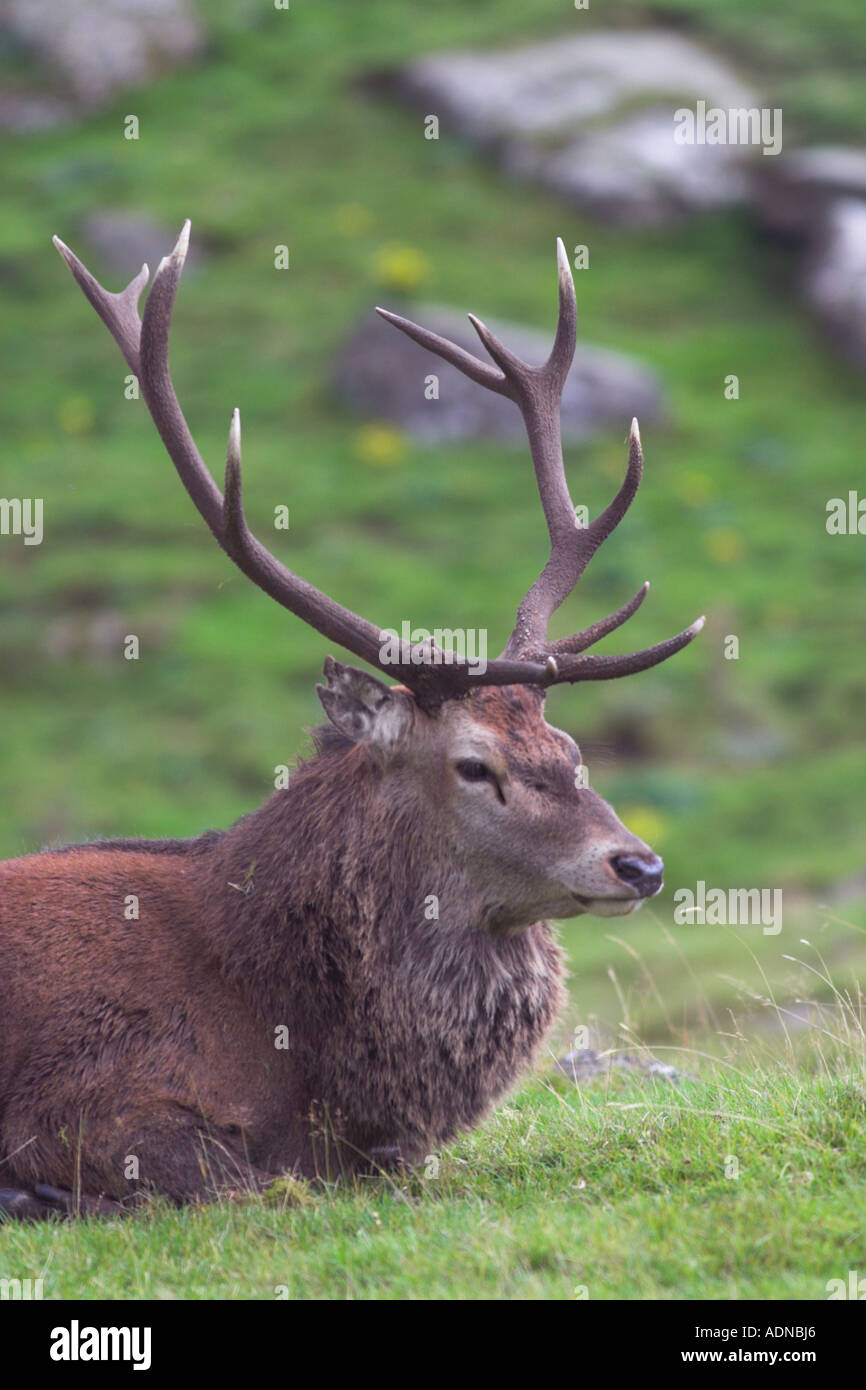 Red Deer Stag Stock Photo - Alamy