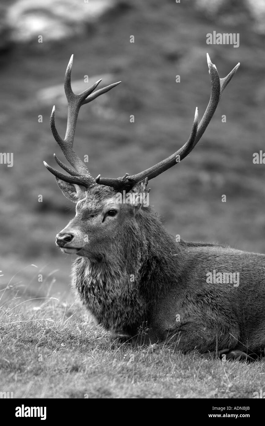 Red Deer Stag Stock Photo - Alamy