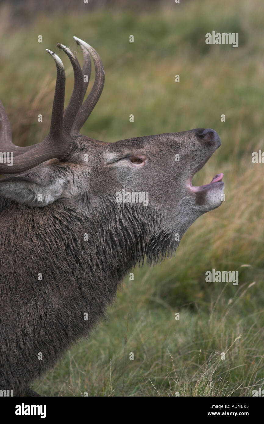 Deer barking hi-res stock photography and images - Alamy