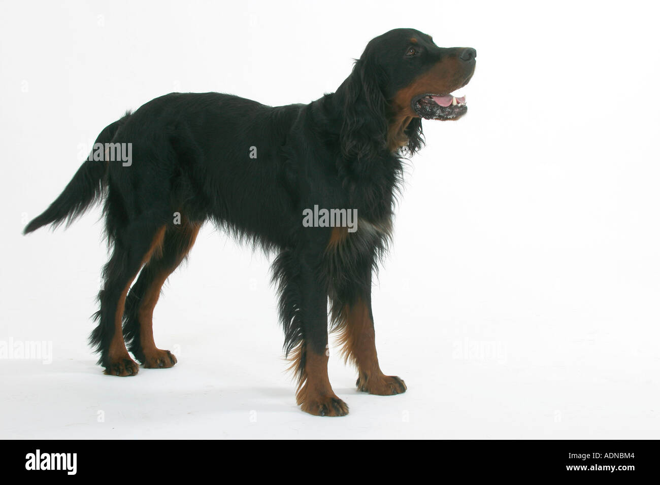 Pointing setter hi-res stock photography and images - Alamy