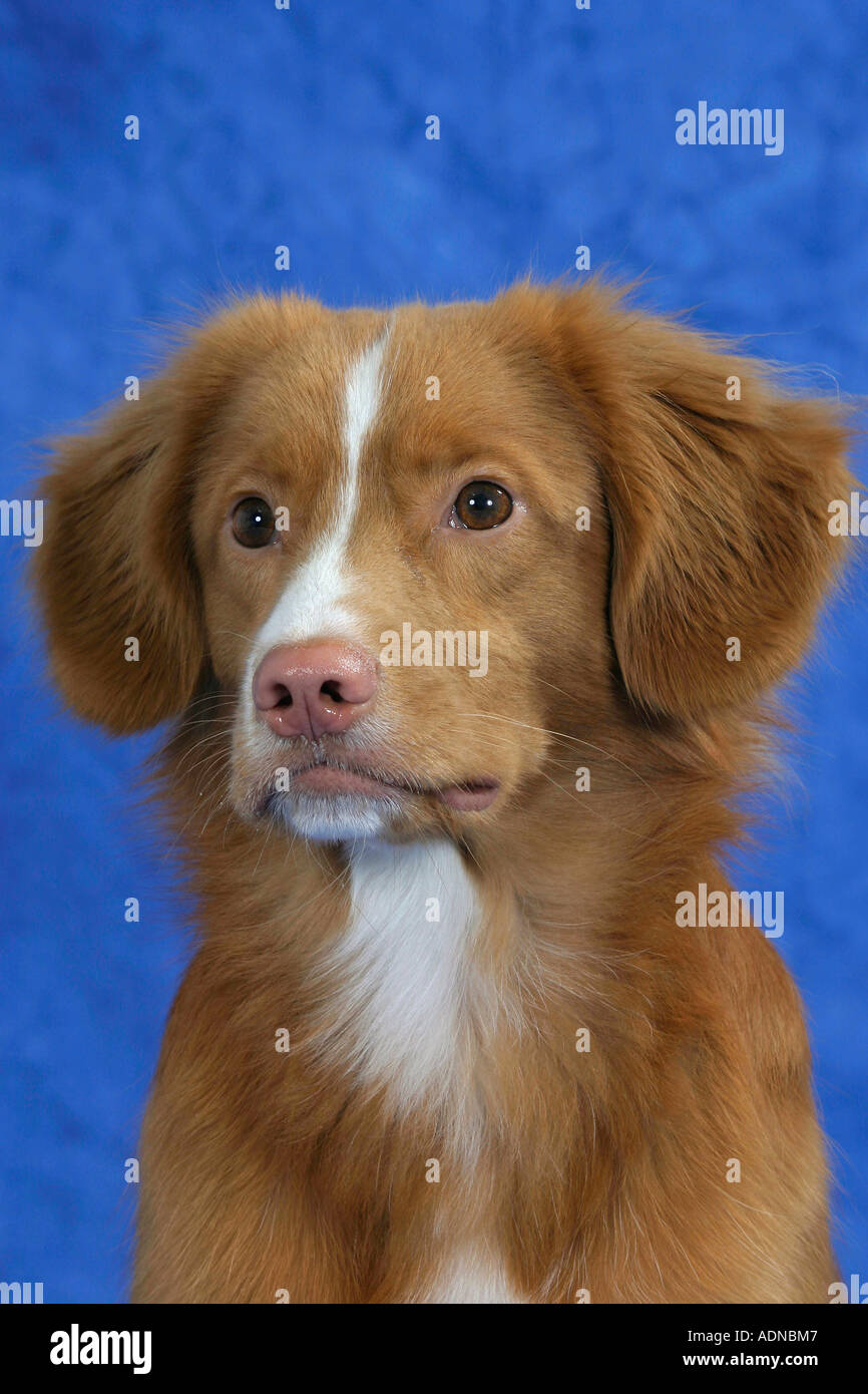 Nova Scotia Duck Tolling Retriever Duck Toller Stock Photo - Alamy