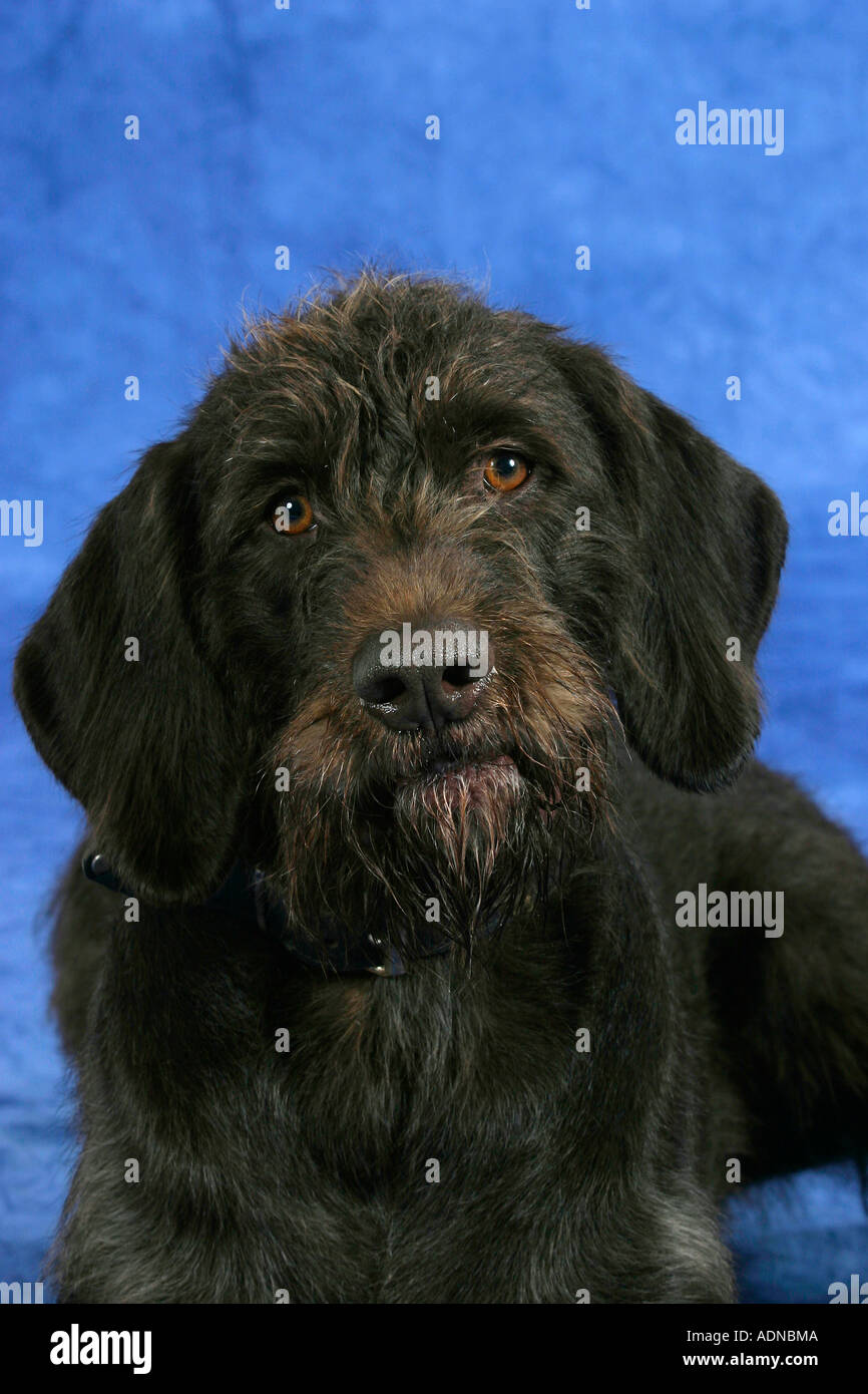 German Broken-coated Pointing Dog Stock Photo - Alamy
