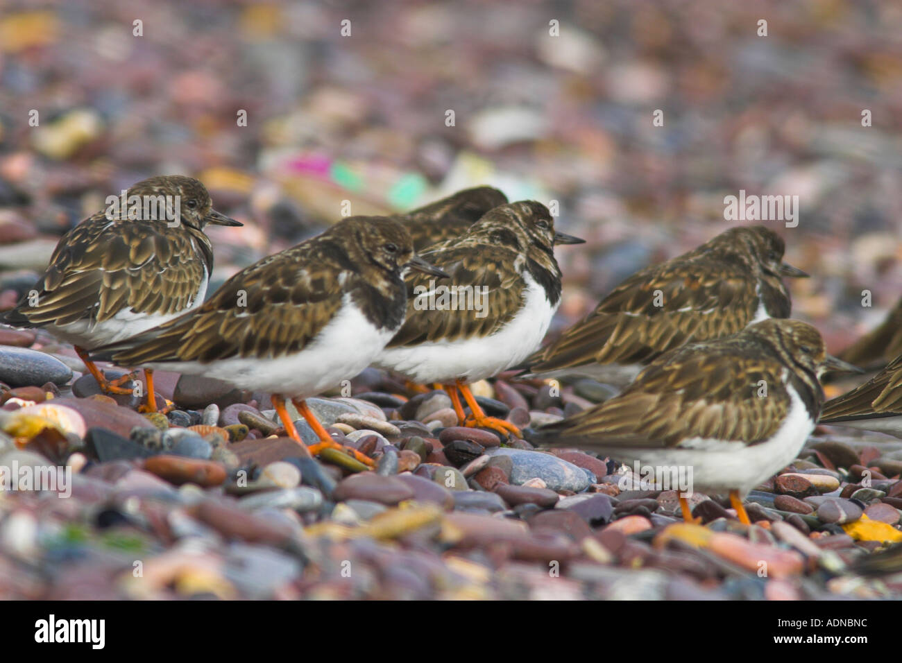 A flock of Turnstone birds in their winter plumage Taken on a shingle ...