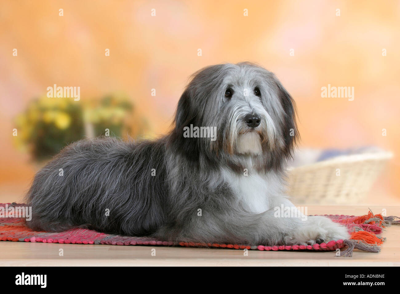 Bearded collie lying hi-res stock photography and images - Alamy