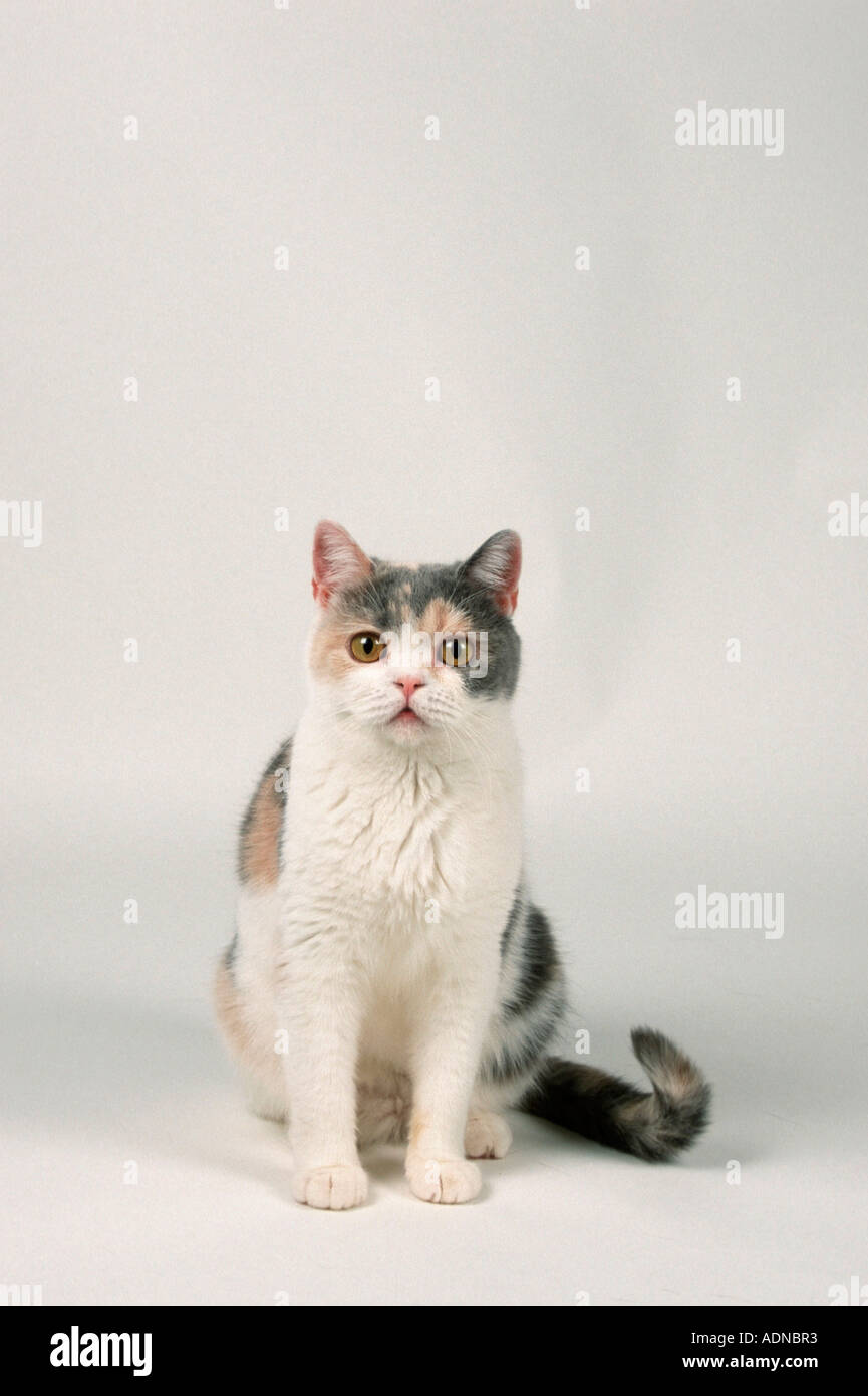 British Shorthair Cat Stock Photo - Alamy
