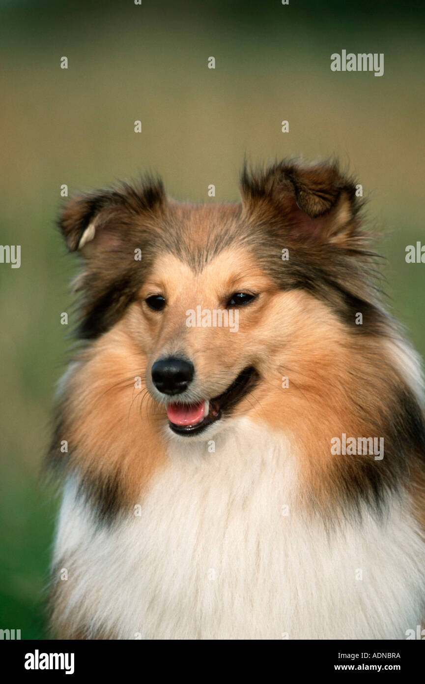 Smiling shetland sheepdog hi-res stock photography and images - Alamy