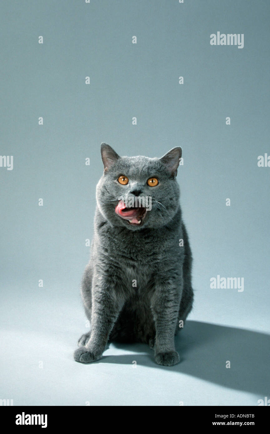 British Shorthair Cat, tomcat, blue Stock Photo - Alamy