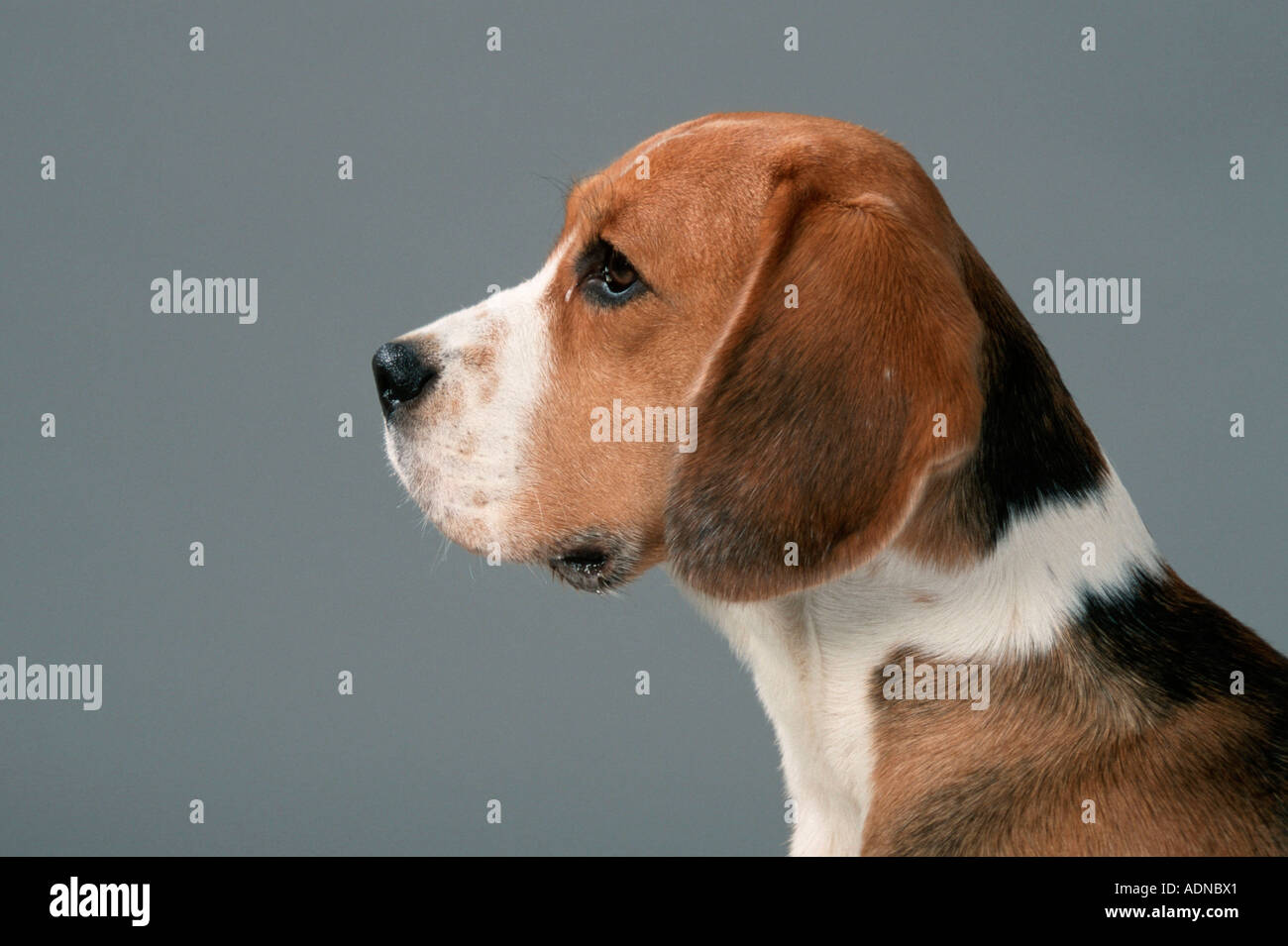 Beagle side, profile, dreifarbig, tricolor Stock Photo - Alamy