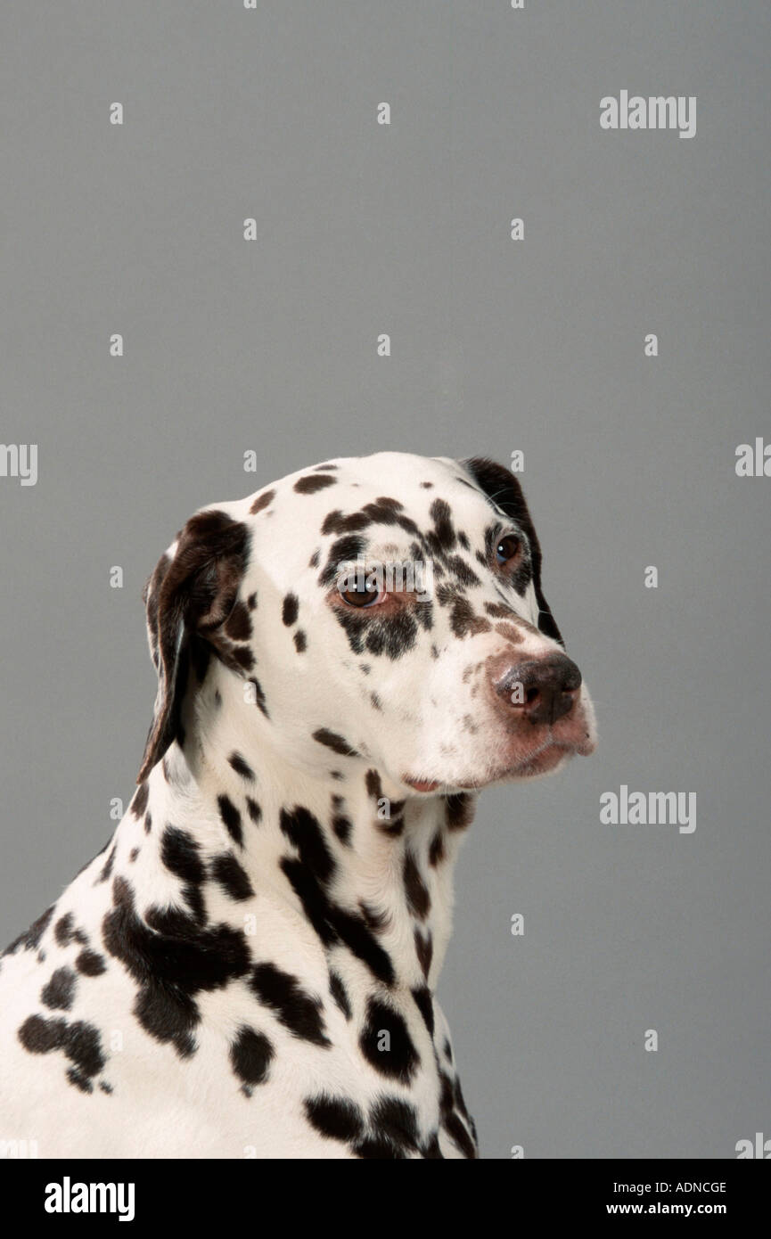 Dalmatian brown hi-res stock photography and images - Alamy