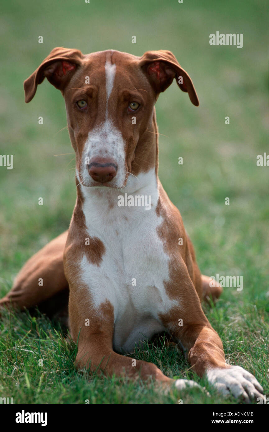 Canarian dogs hi-res stock photography and images - Alamy