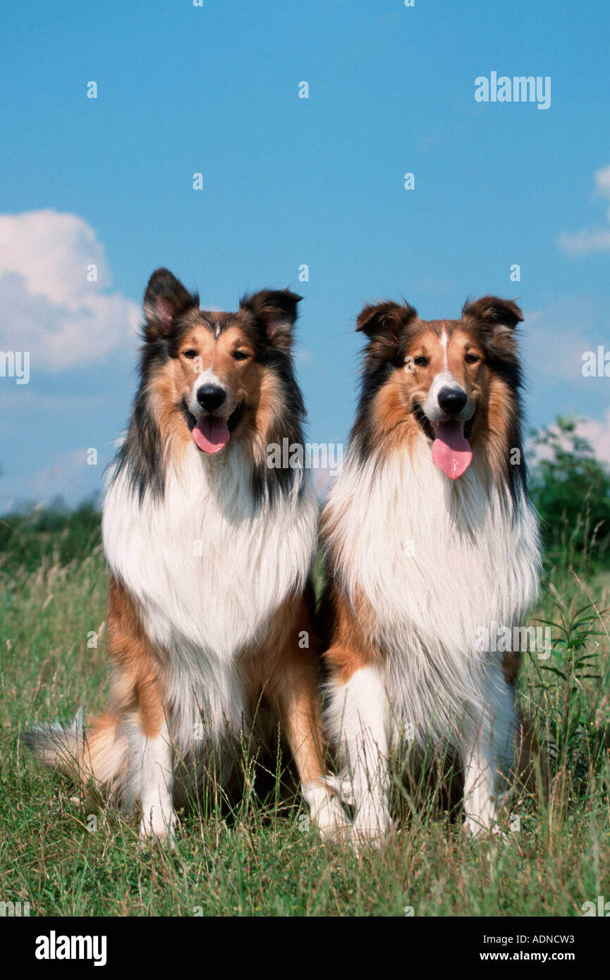 Rough collies hi-res stock photography and images - Alamy