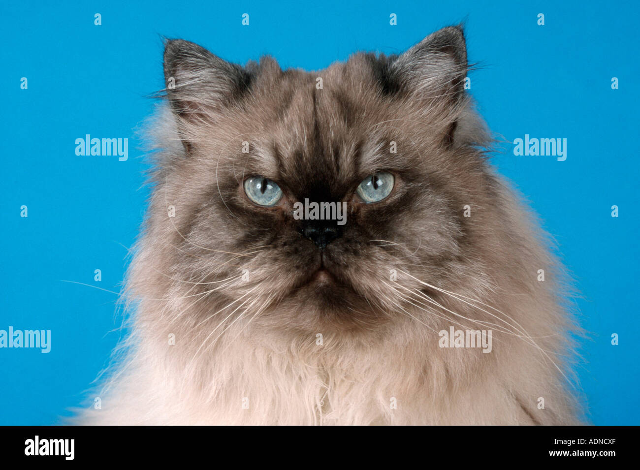 Colorpoint Persian Cat Stock Photo - Alamy